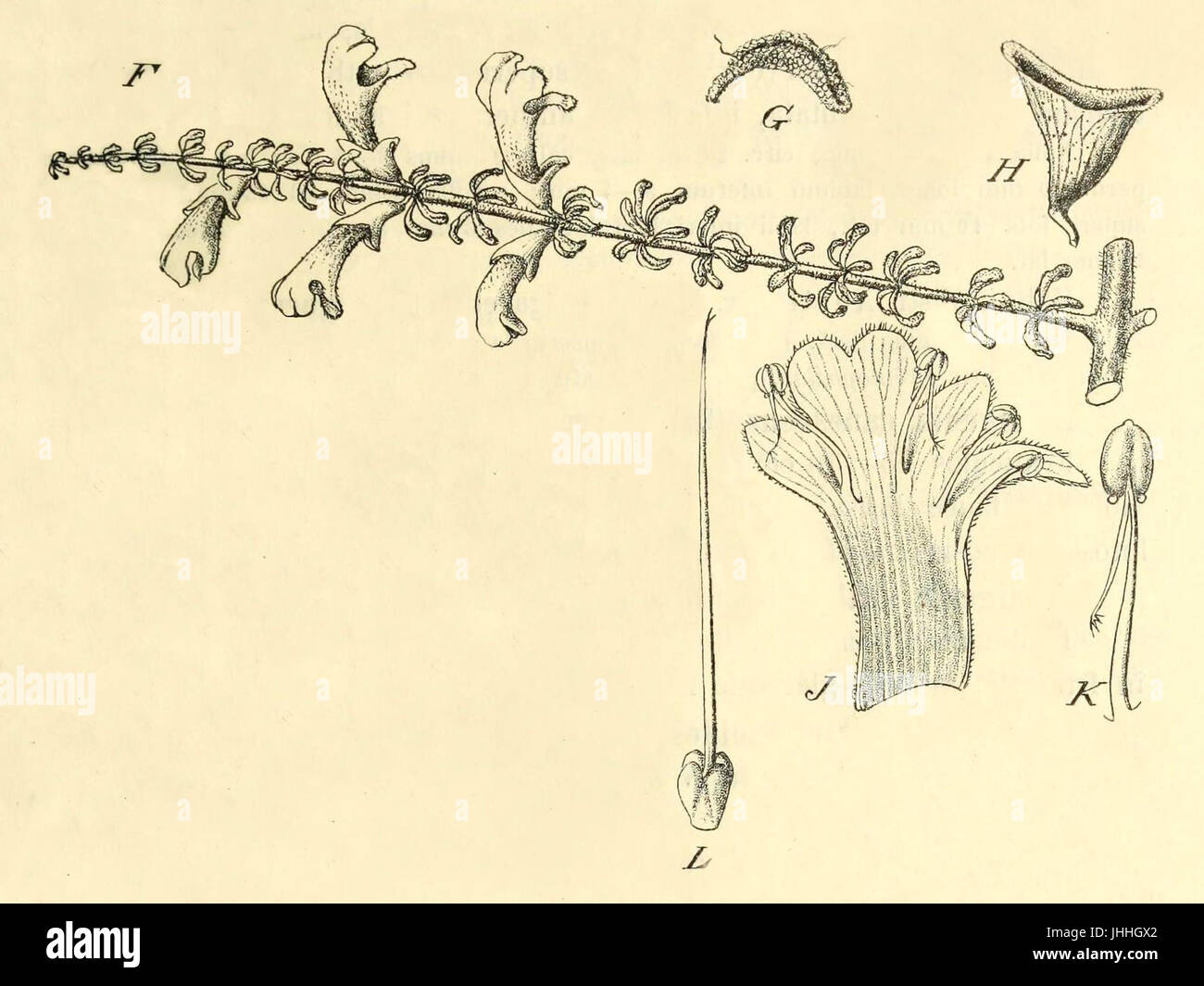 Hemigenia macphersoni - plantillustrations-003 Stock Photo - Alamy