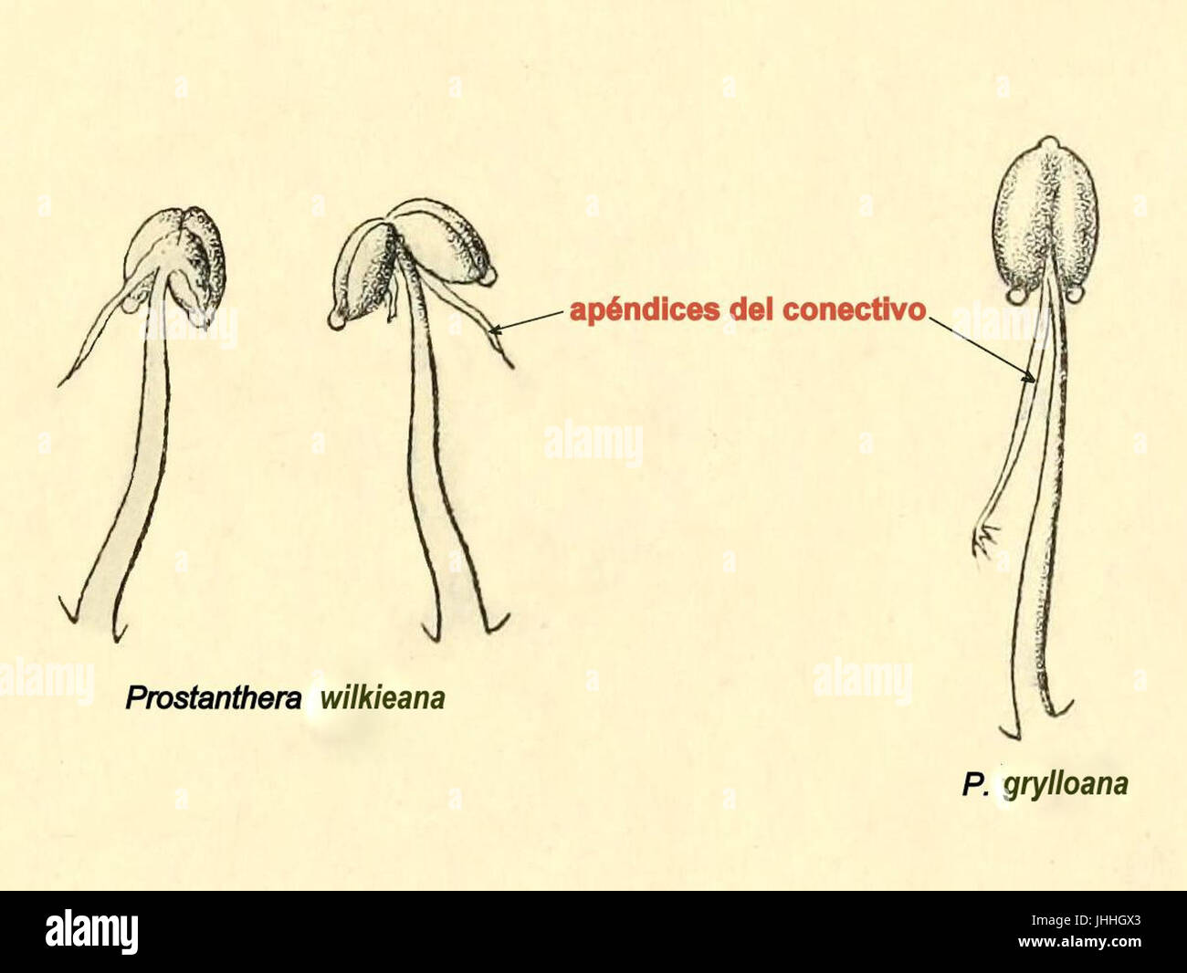 Hemigenia macphersoni - plantillustrations-004a Stock Photo - Alamy