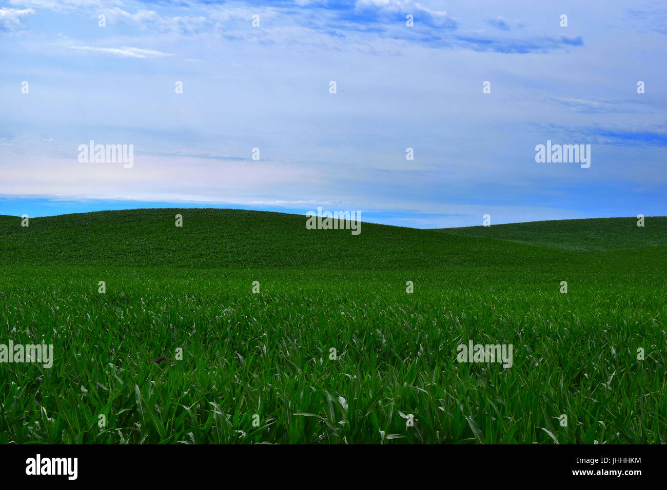 Corn field in central Nebraska Stock Photo - Alamy