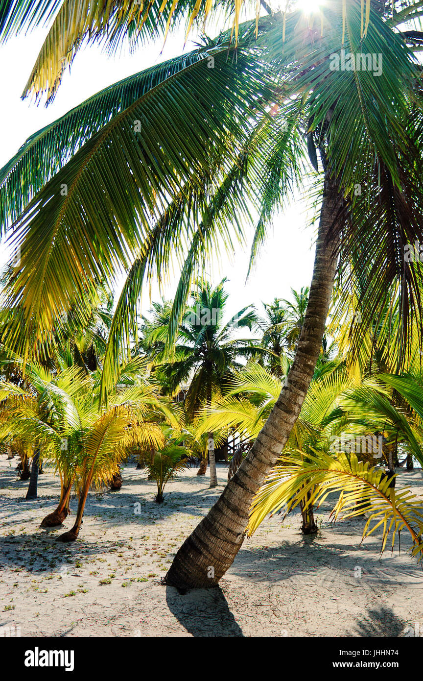 Palm trees, South Water Caye, Belize Stock Photo - Alamy