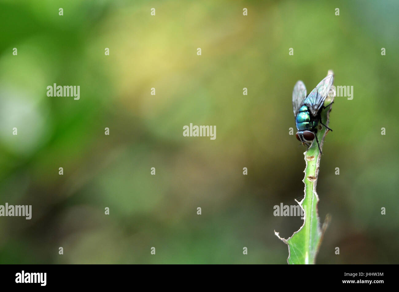 Blue fly with red eyes on blade of grass Stock Photo - Alamy