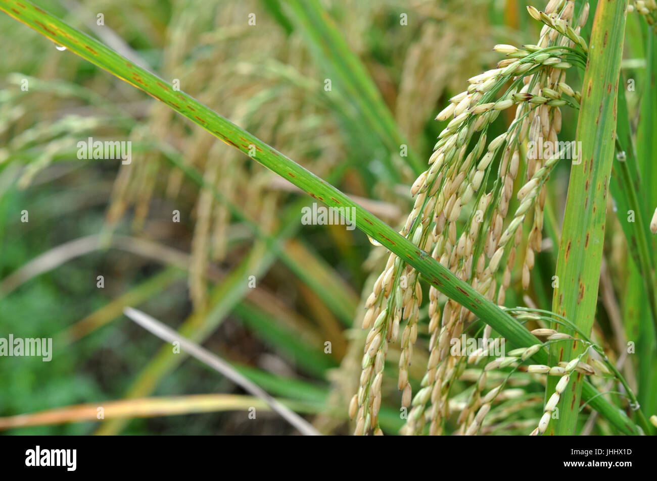 Rice Paddy Plant in Field Stock Photo - Alamy