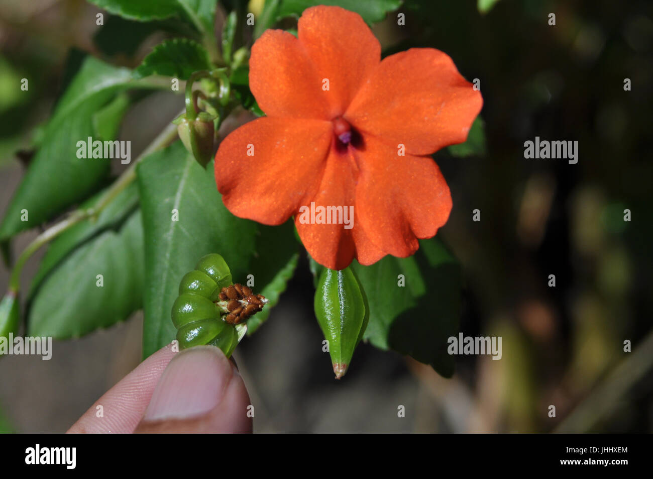 Impatiens Flower Seed Stock Photo - Alamy