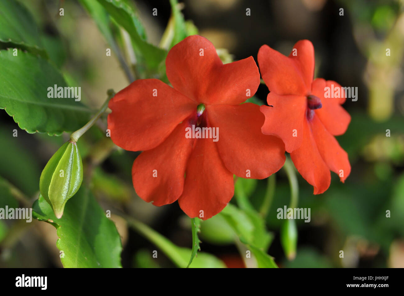 Impatiens Flower Seed Stock Photo - Alamy