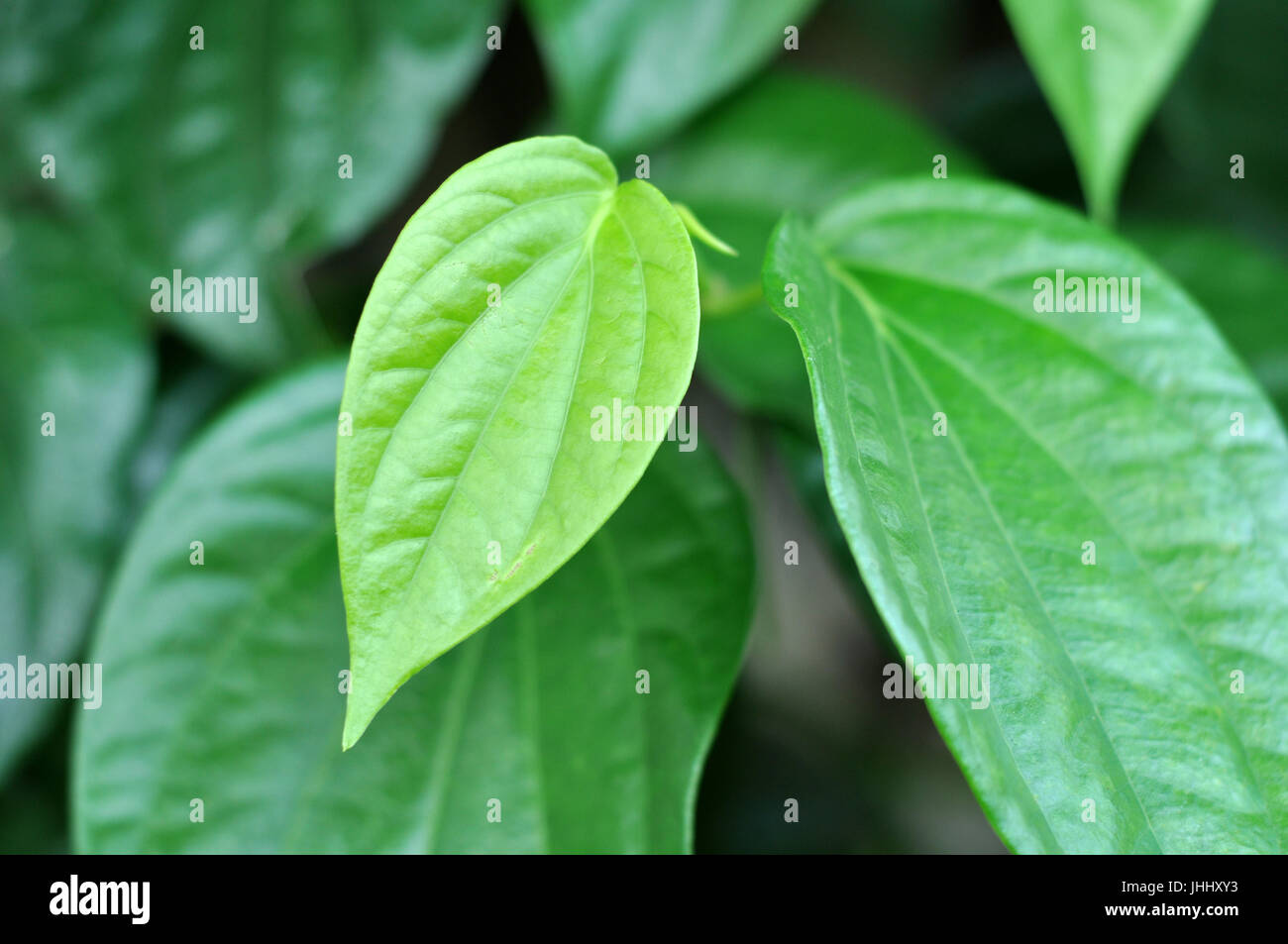 Piper Betel Leaf in Garden Stock Photo - Alamy
