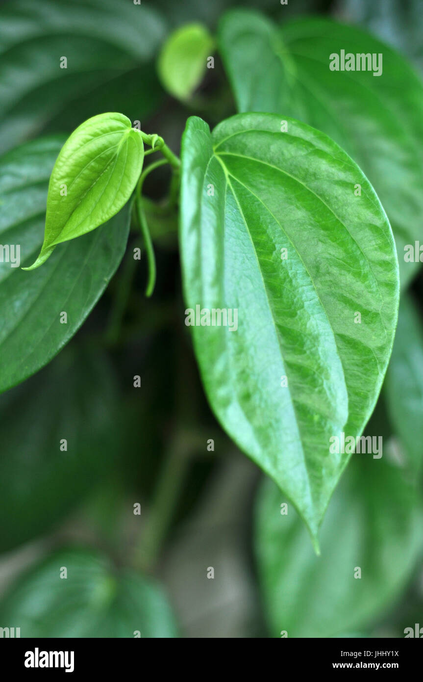 Piper Betel Leaf in Garden Stock Photo - Alamy