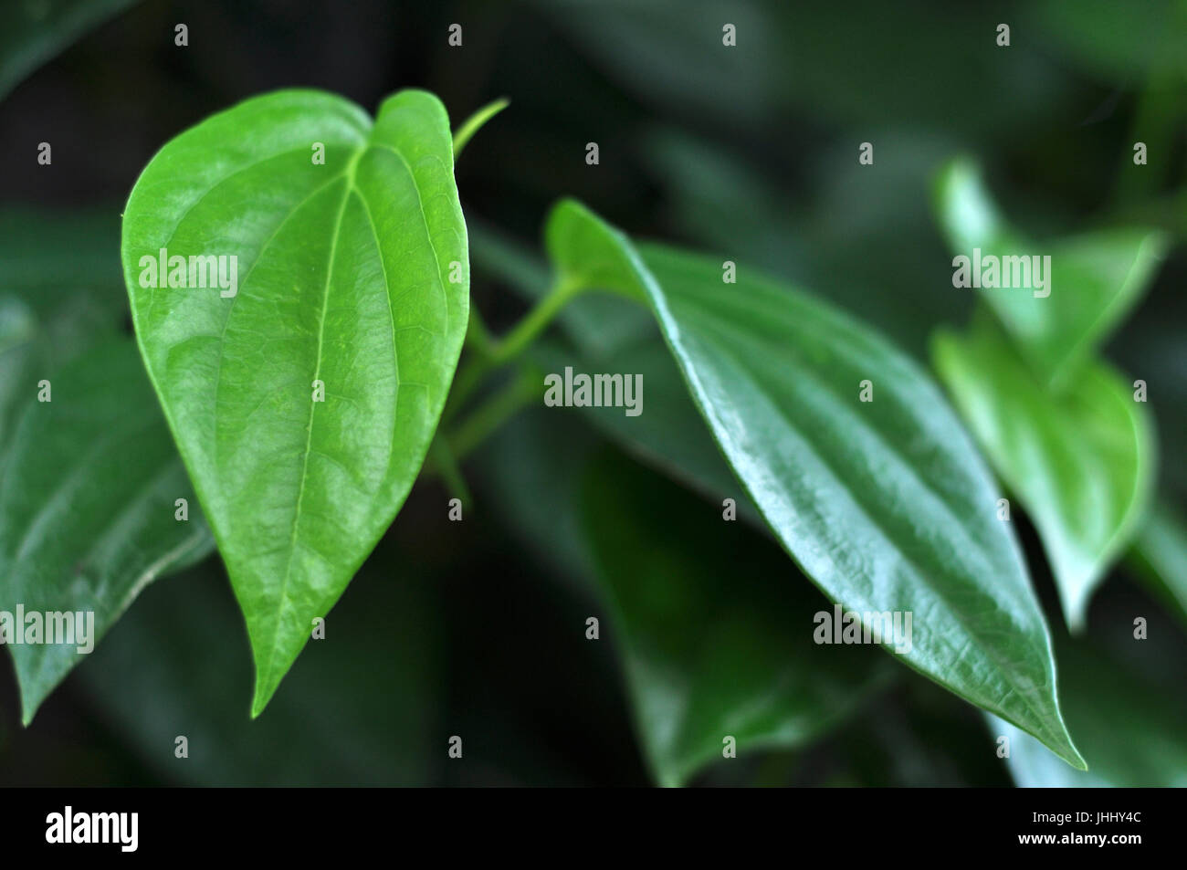 Betel leaf root hi-res stock photography and images - Alamy
