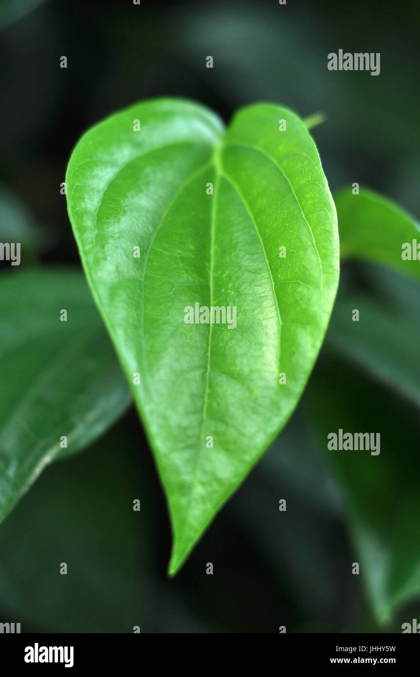 Piper Betel Leaf in Garden Stock Photo - Alamy