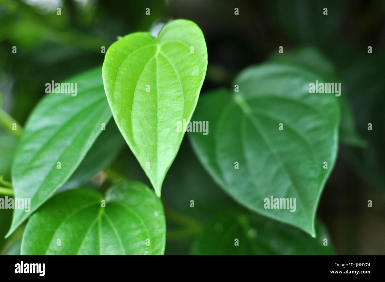 Piper Betel Leaf in Garden Stock Photo - Alamy