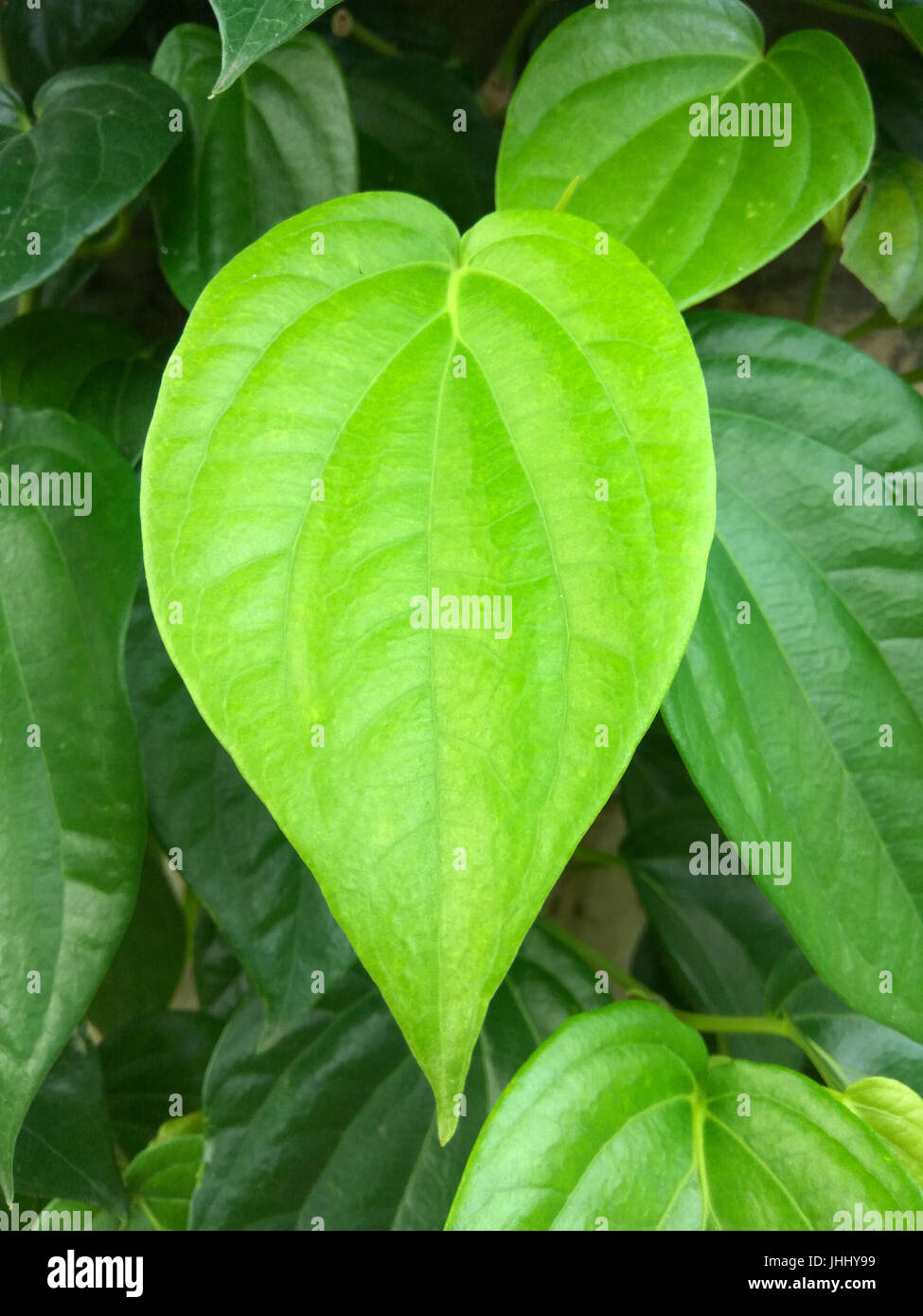 Betel leaf root hi-res stock photography and images - Alamy