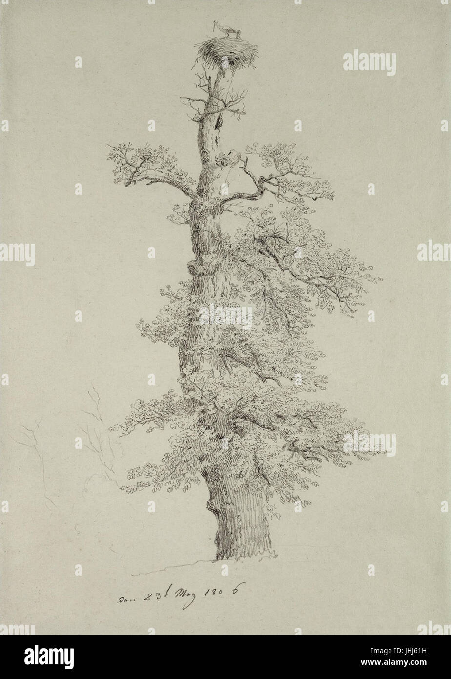 Eichbaum hi-res stock photography and images - Alamy