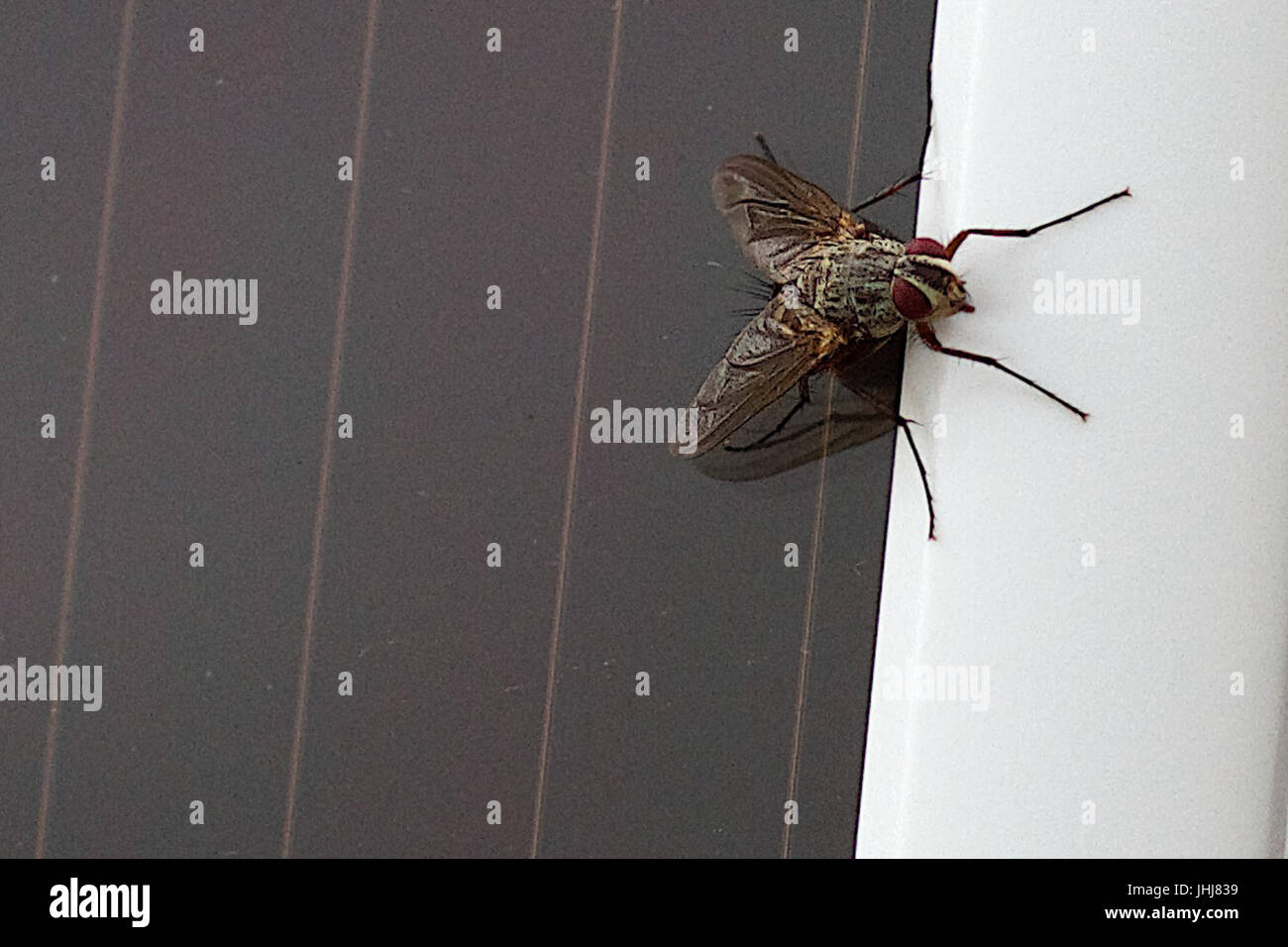 Biomimicry engineering hi-res stock photography and images - Alamy