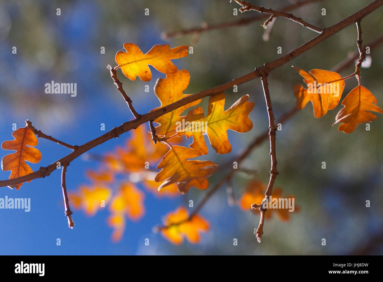 Leaf like fish hi-res stock photography and images - Alamy