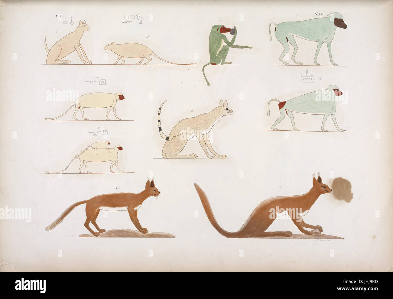 This image depicts various species of quadruped animals, as detailed in ...