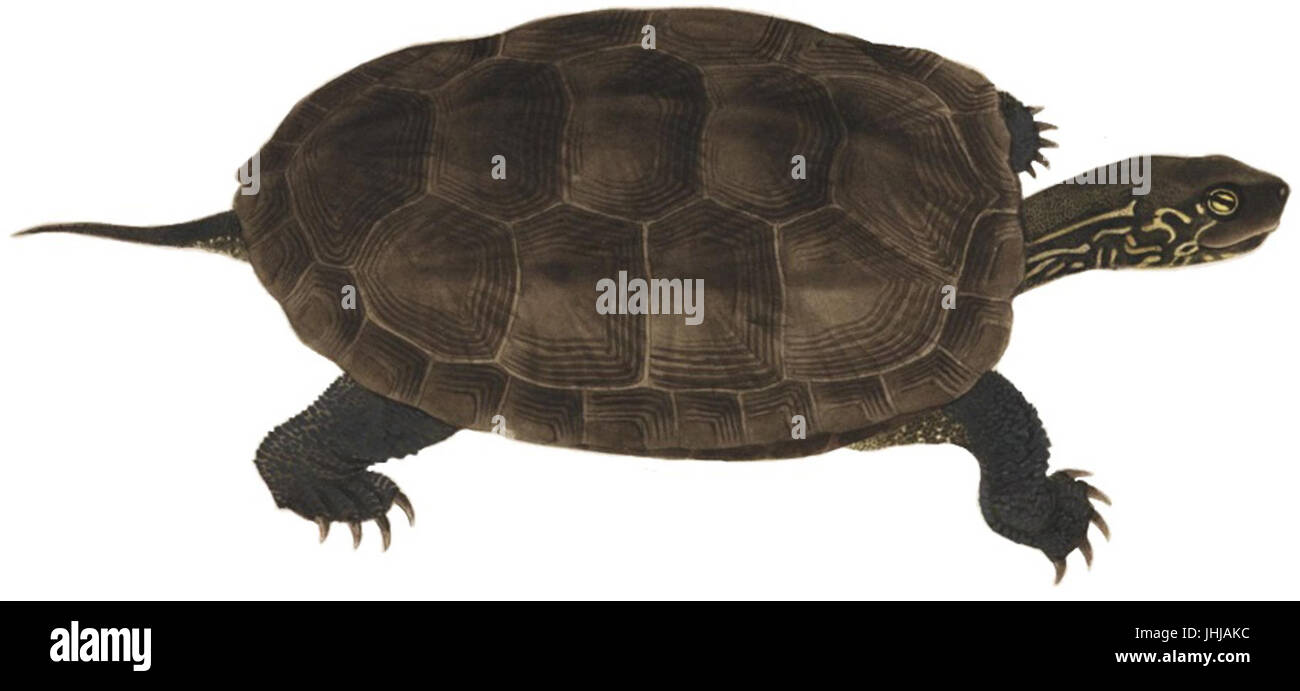 Naturalis Biodiversity Center - RMNH.ART.274 - Chinemys reevesii ...