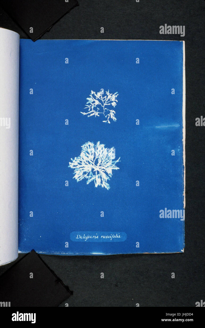 Ruscifolia hi-res stock photography and images - Alamy