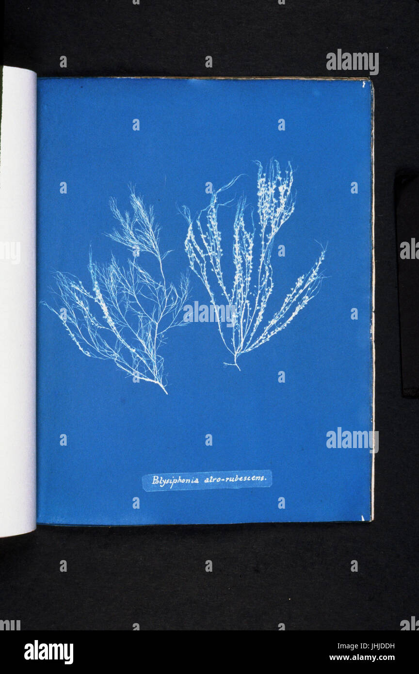 Polysiphonia atro-rubescens (NYPL b11861683-419654 Stock Photo - Alamy