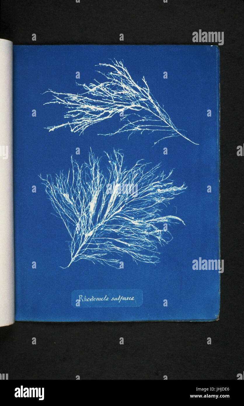 Subfusca hi-res stock photography and images - Alamy