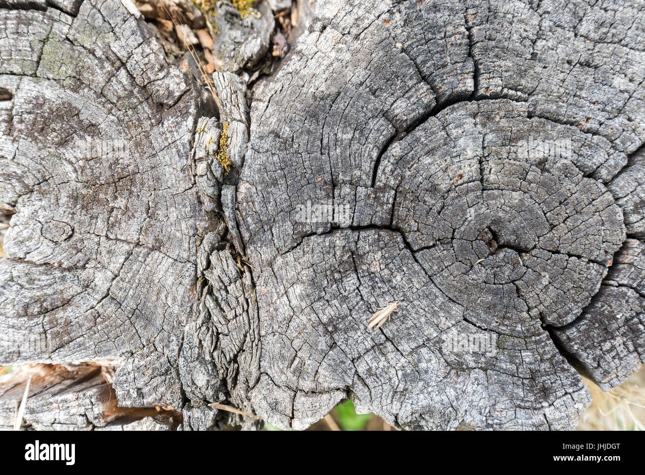 Above trunk hi-res stock photography and images - Alamy