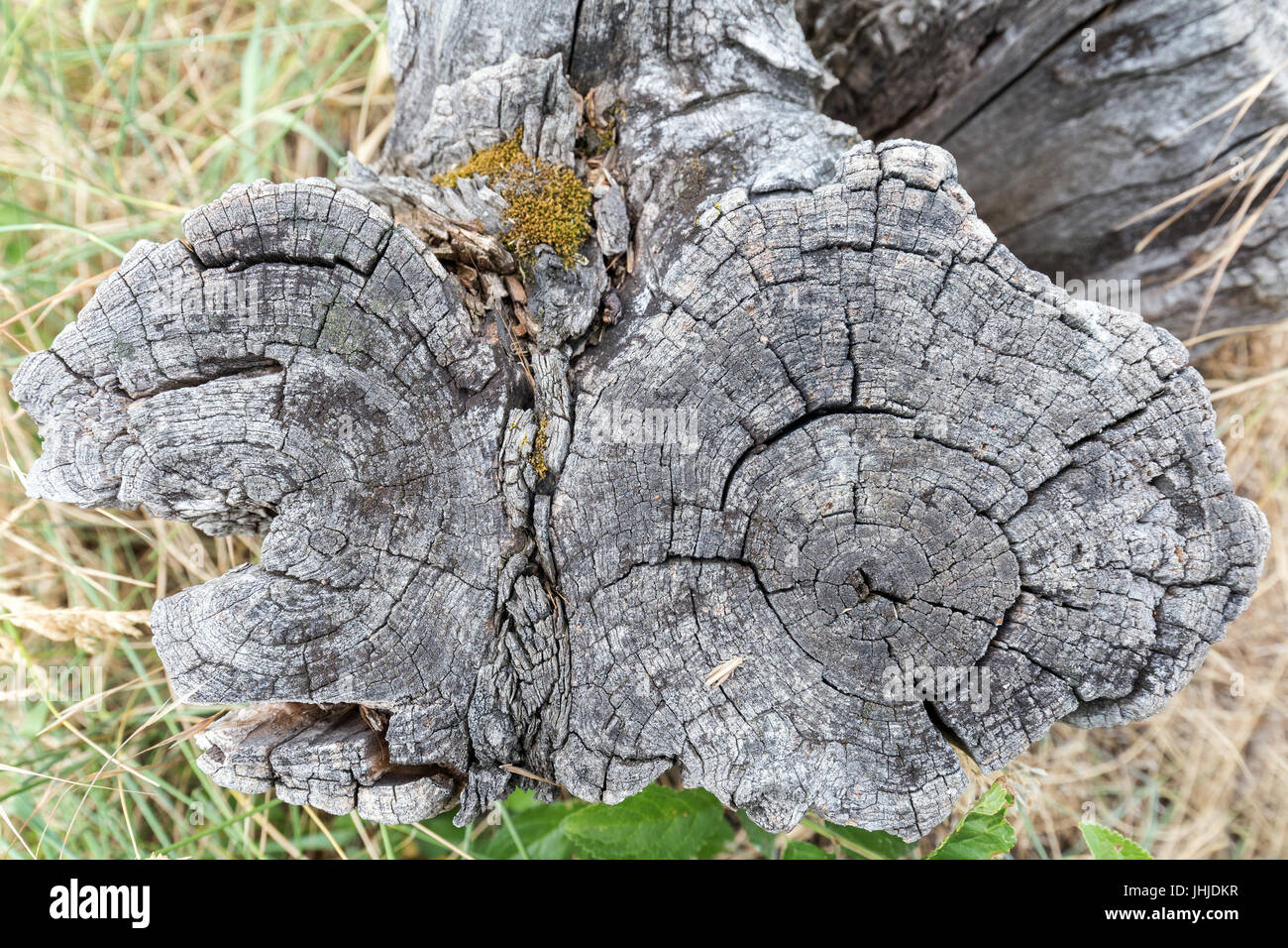 Cut stump of an old gray tree viewed from directly above Stock Photo ...