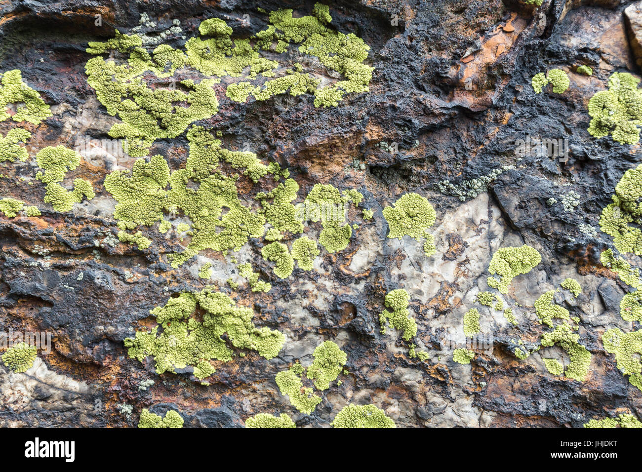 Lichen on rock texture hi-res stock photography and images - Alamy