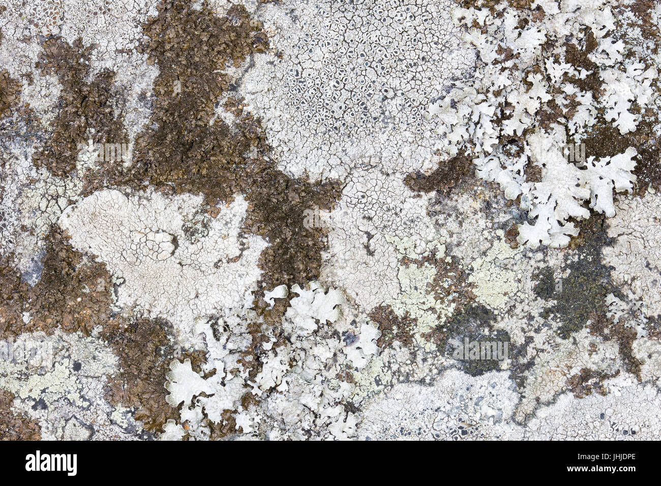 Texture rock stone lichens hi-res stock photography and images - Alamy