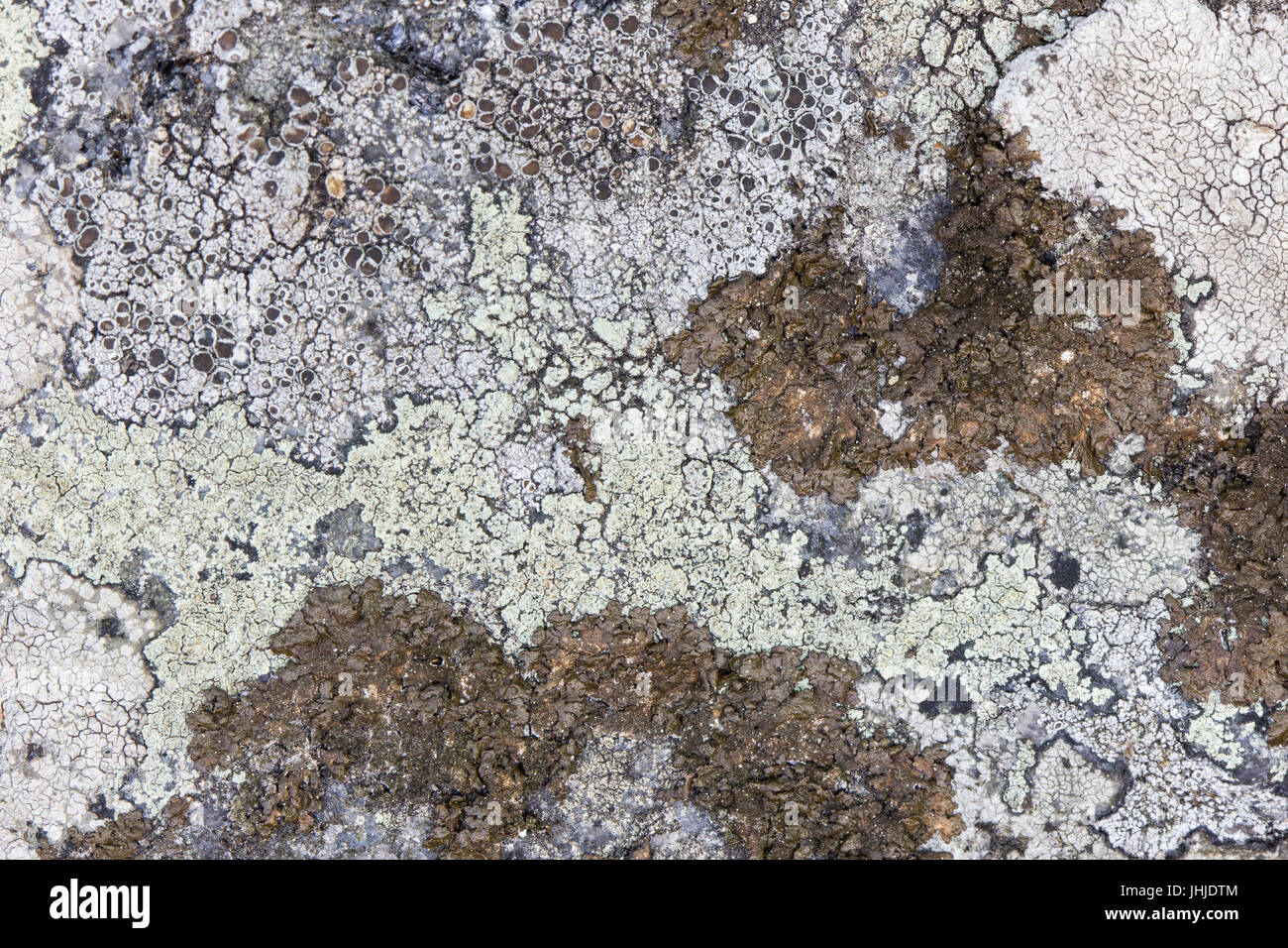 Close-up of different kinds of lichens on a rock Stock Photo - Alamy
