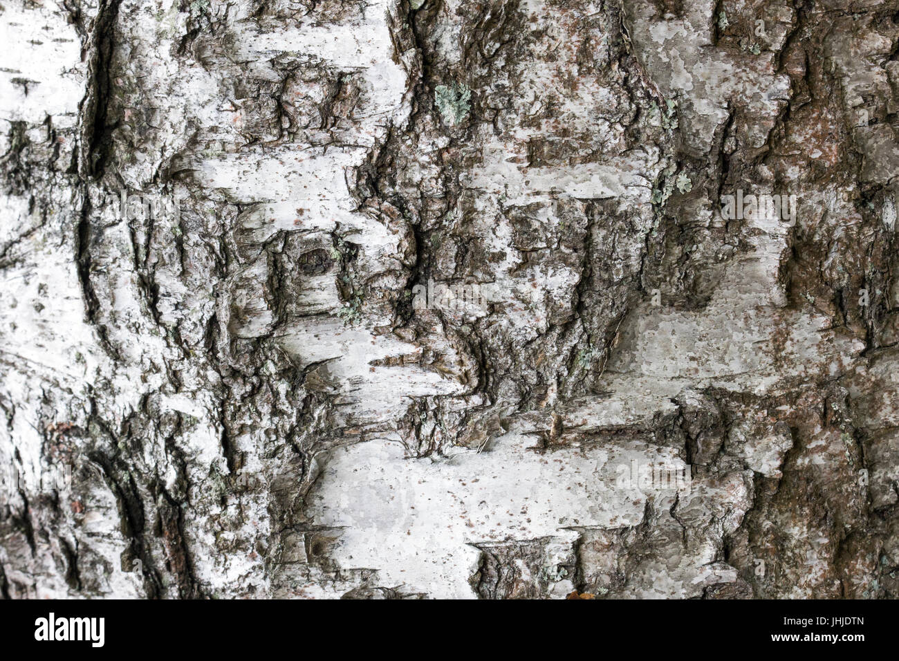 Close-up of birch tree's bark texture background Stock Photo - Alamy