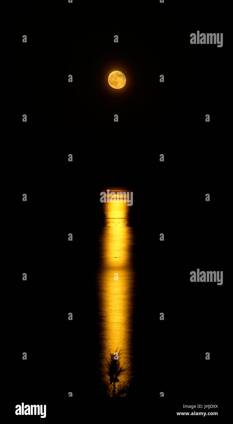 fuul moon light path on sea with fur tree branch silhouette Stock Photo ...