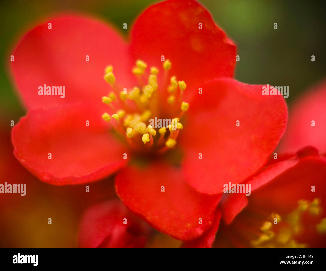 red flower with pistils and stamens macro Stock Photo - Alamy