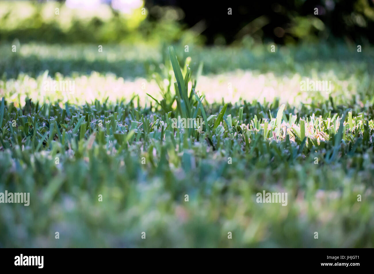 A strip of unmowed grass Stock Photo - Alamy