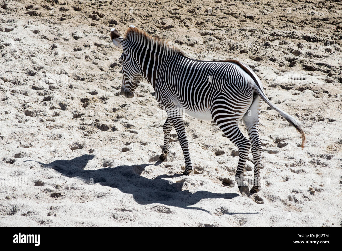 One odd in a pattern hi-res stock photography and images - Alamy