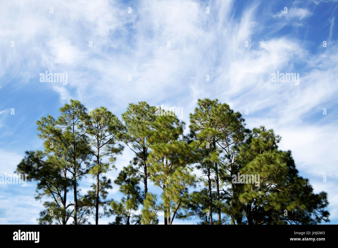 A group of pine trees on a bright blue sky with stringy cirrus clouds ...