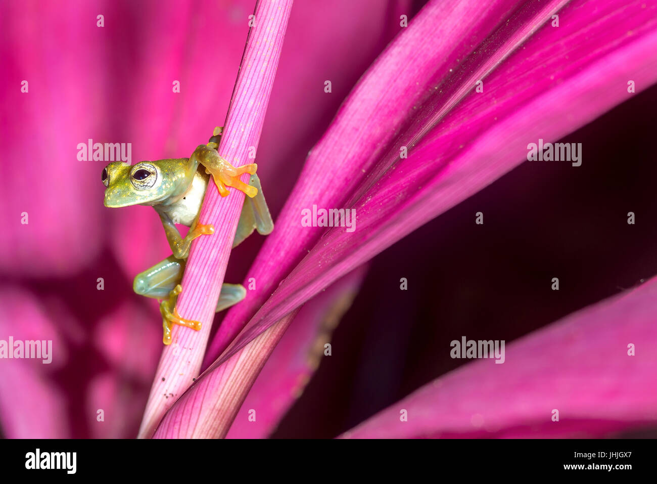 Spotted Glass Frog, “Sachatamia albomaculata”-Sarapiqui, Costa Rica ...