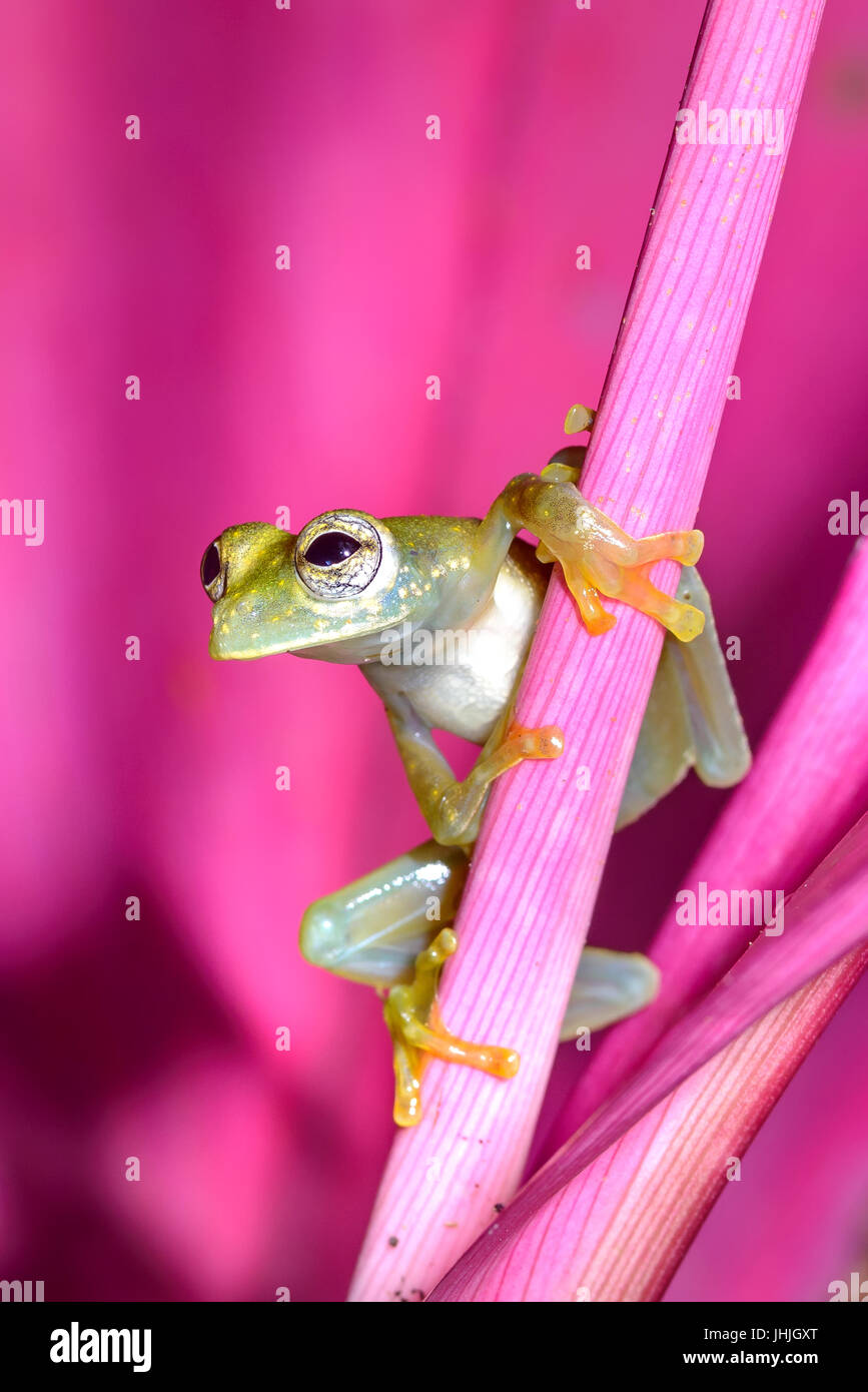 Spotted Glass Frog, “Sachatamia albomaculata”-Sarapiqui, Costa Rica ...