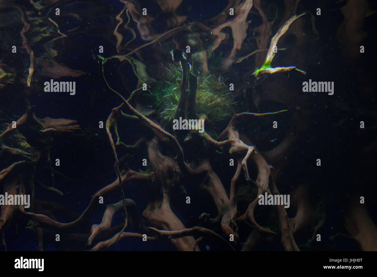 Mangrove roots close up in the dark water of the aquarium Stock Photo ...