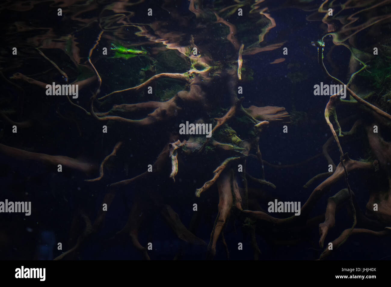 Mangrove roots in the dark water of the aquarium Stock Photo - Alamy