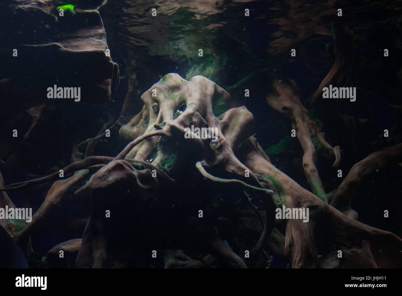 Mangrove roots underwater hi-res stock photography and images - Alamy