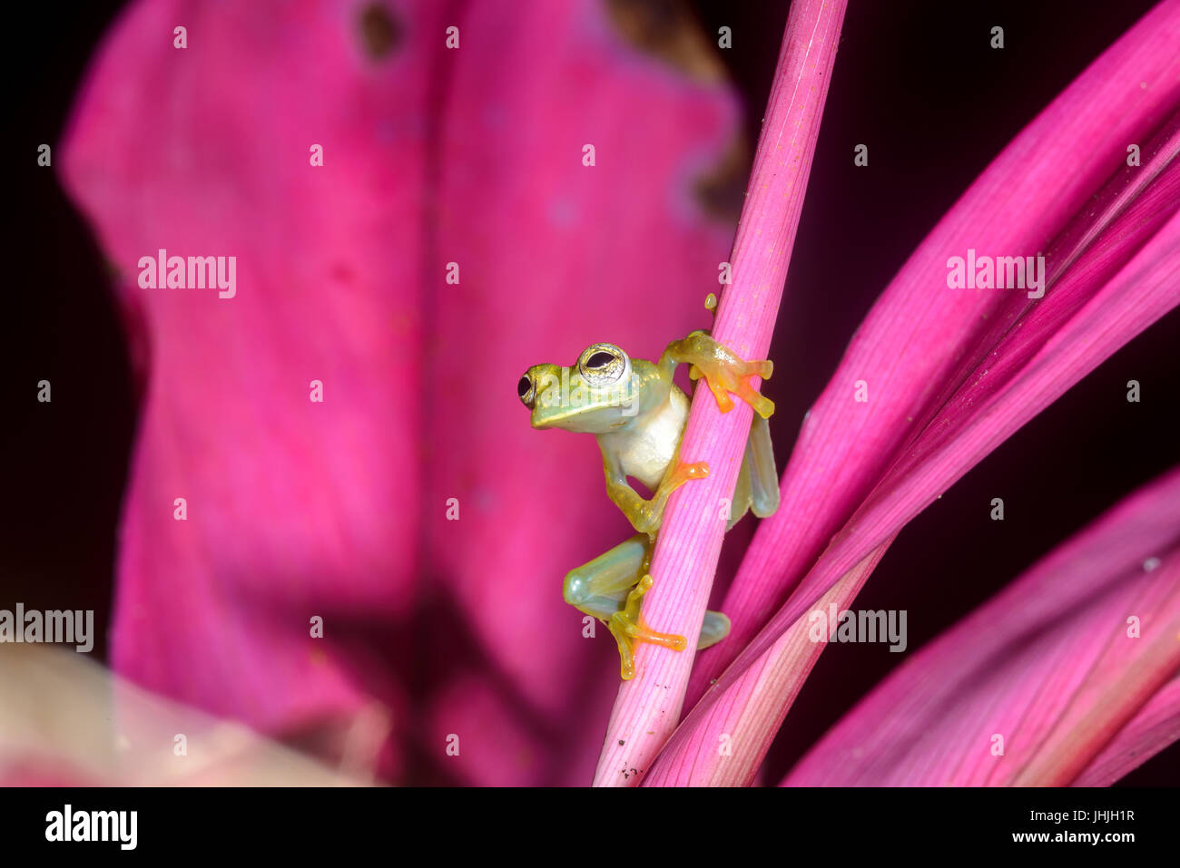 Spotted Glass Frog, “Sachatamia albomaculata”-Sarapiqui, Costa Rica ...