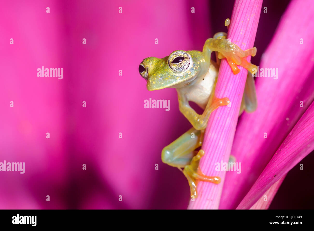 Endangered spotted tree frog hi-res stock photography and images - Alamy