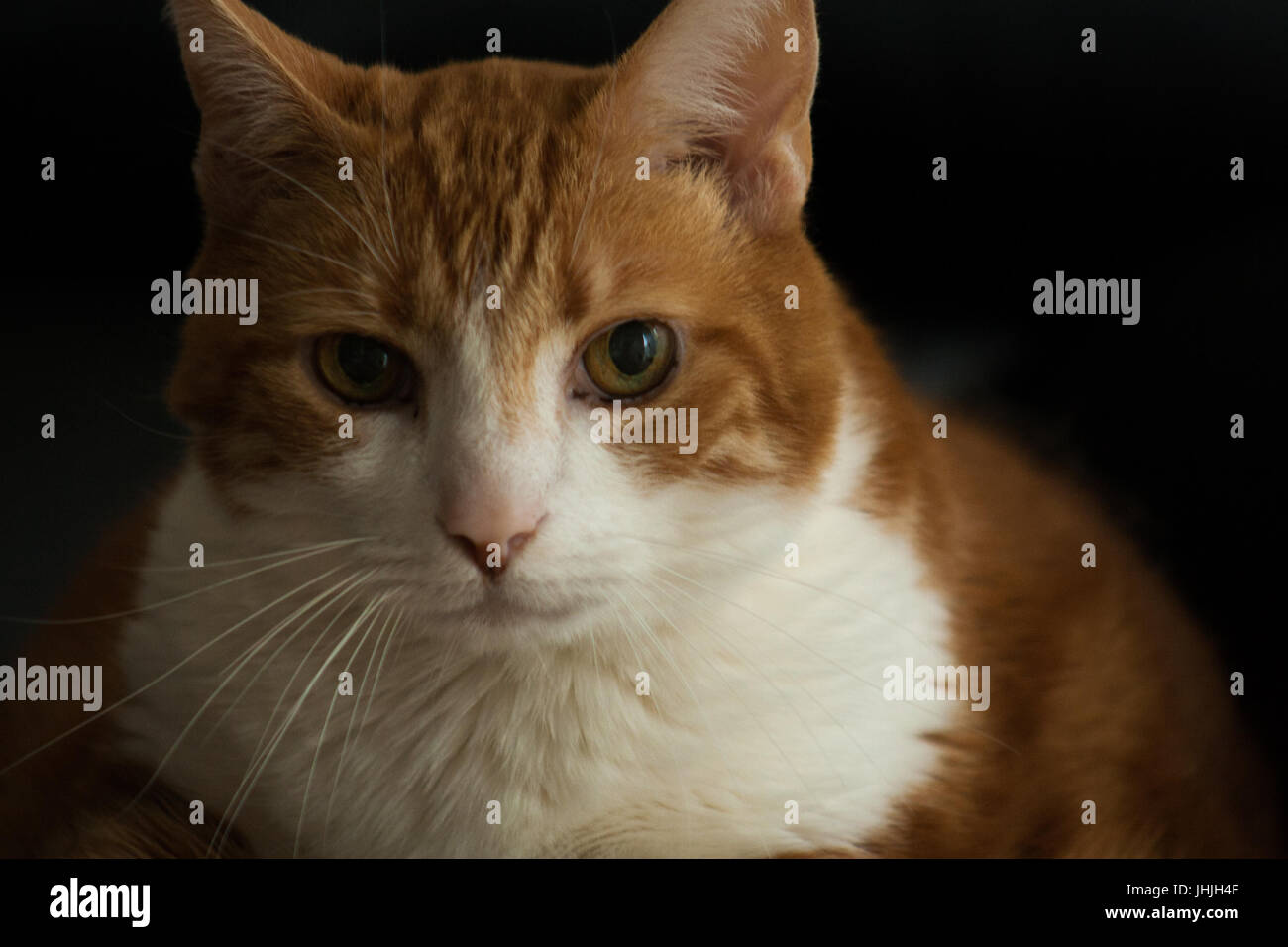 A cat poses for a picture Stock Photo - Alamy