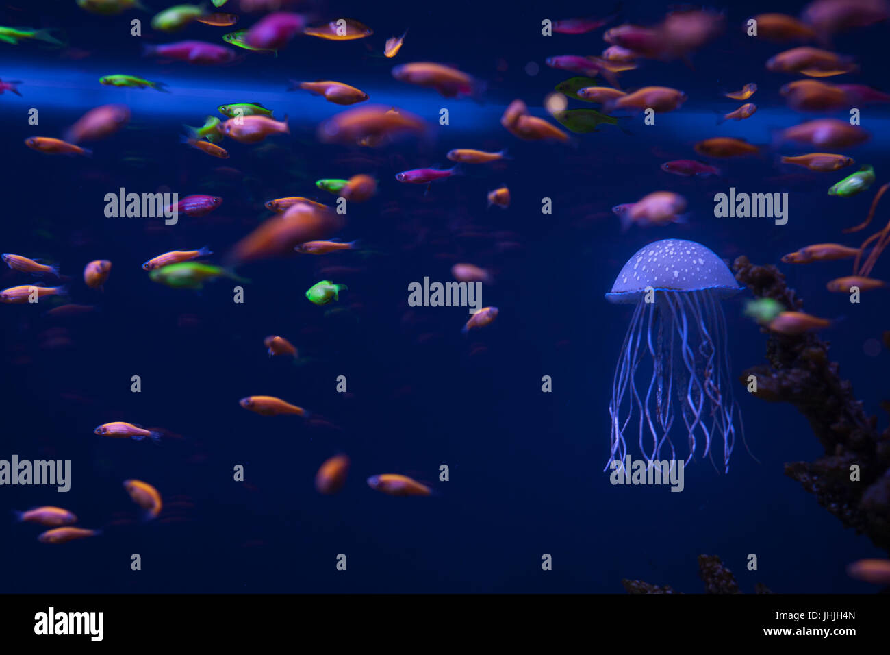 Beautiful jellyfish underwater among lots of bright little fish Stock ...
