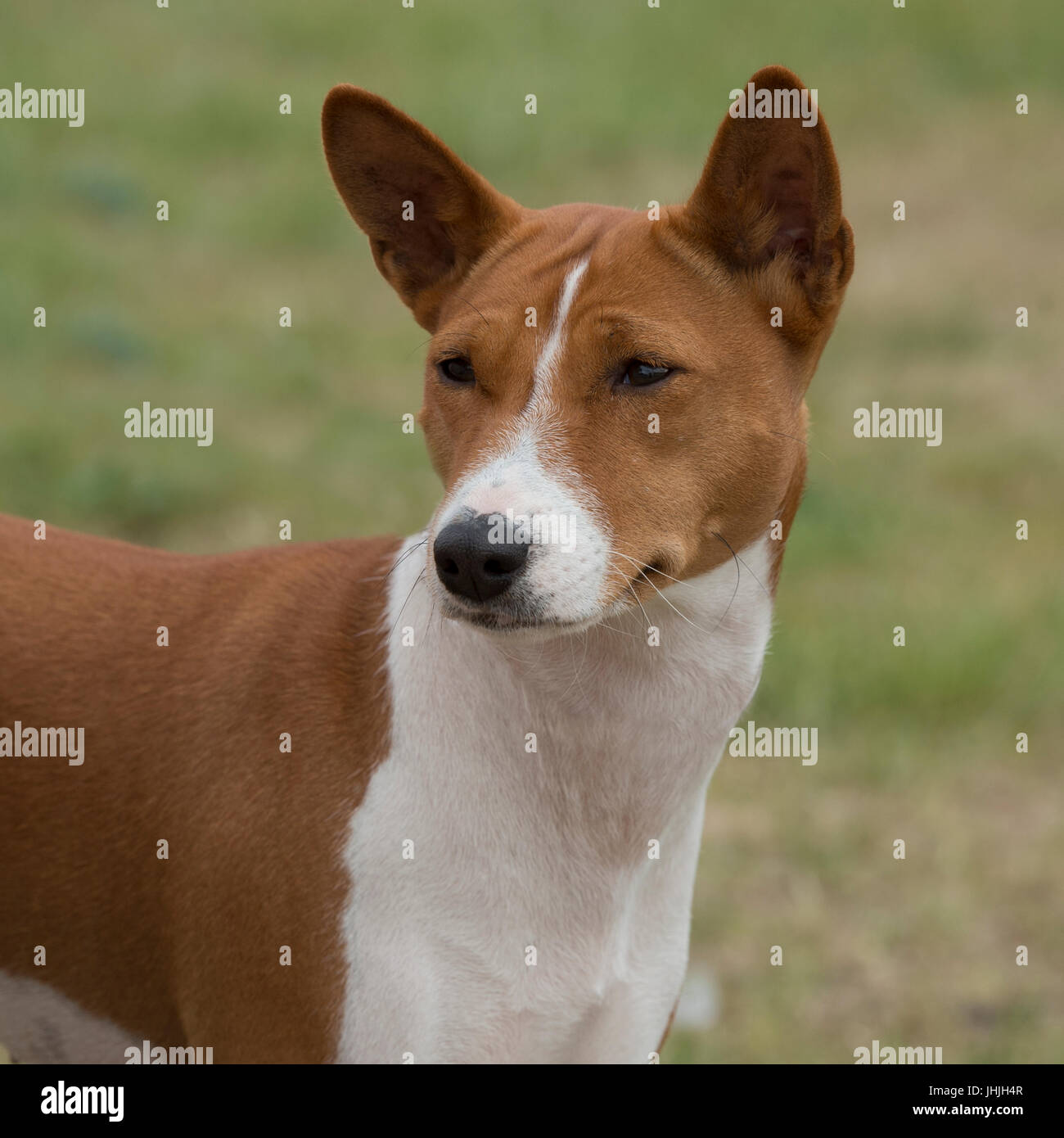 African Hound Dog High Resolution Stock Photography and Images - Alamy