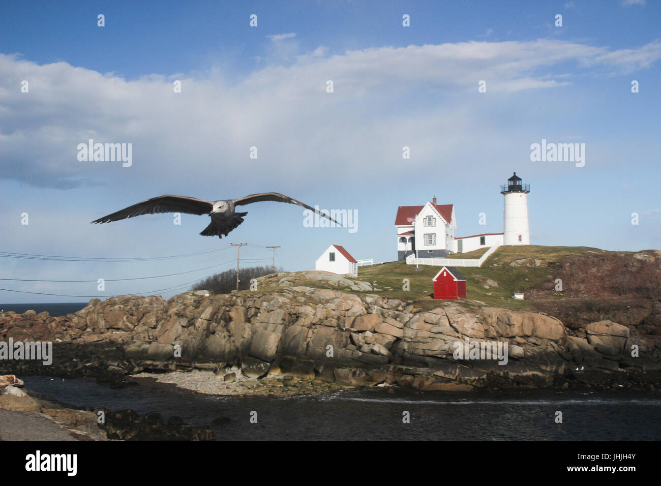 Seagull with lighthouse Stock Photo - Alamy
