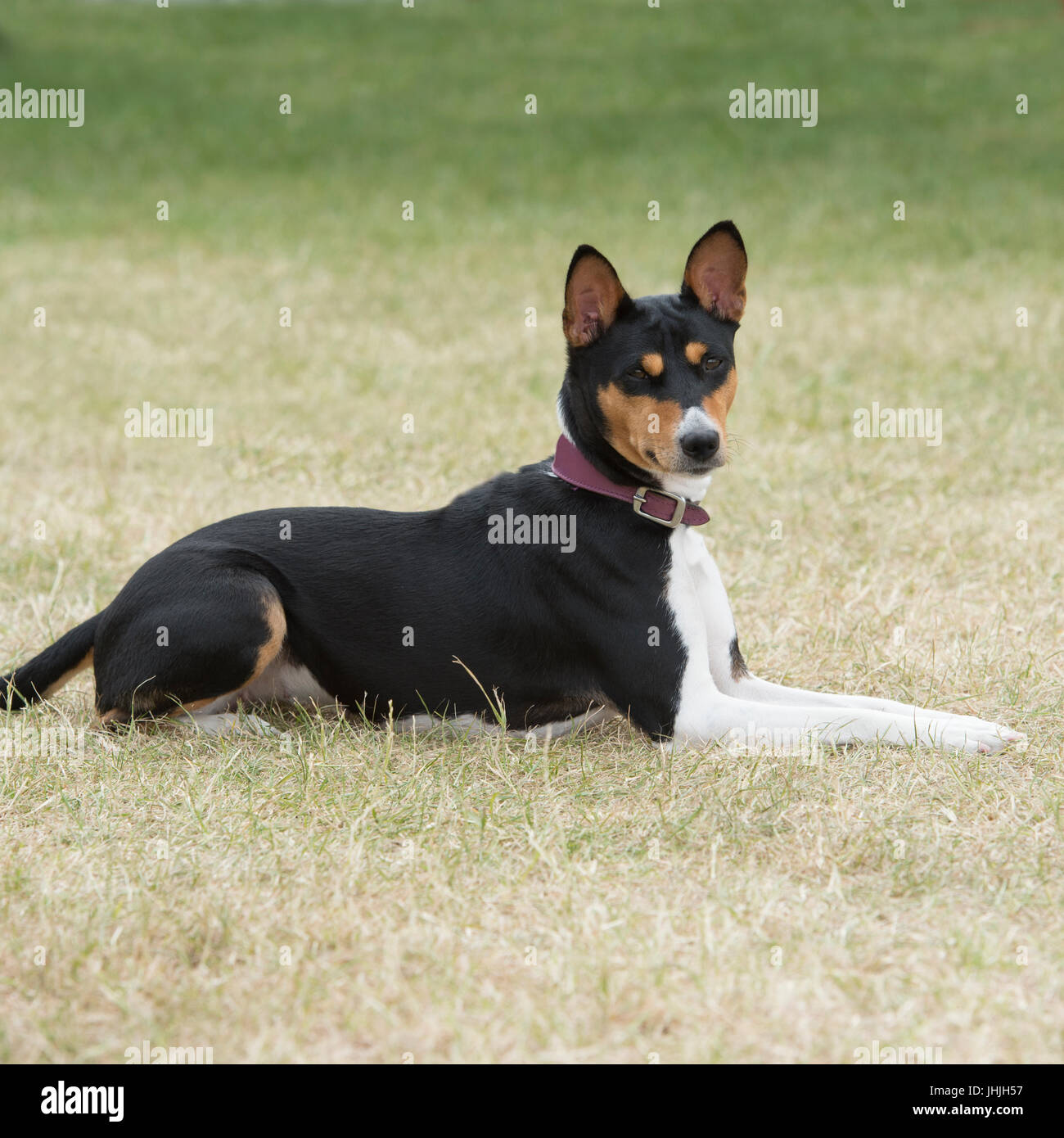 Congo Dog Stock Photos & Congo Dog Stock Images - Alamy