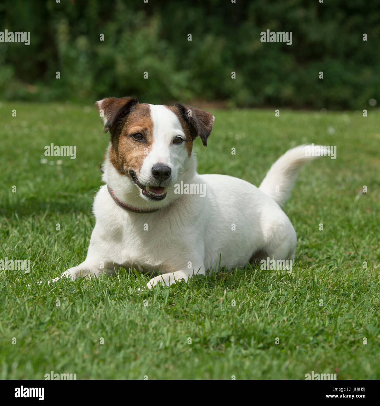 Happy scruffy dog hi-res stock photography and images - Alamy
