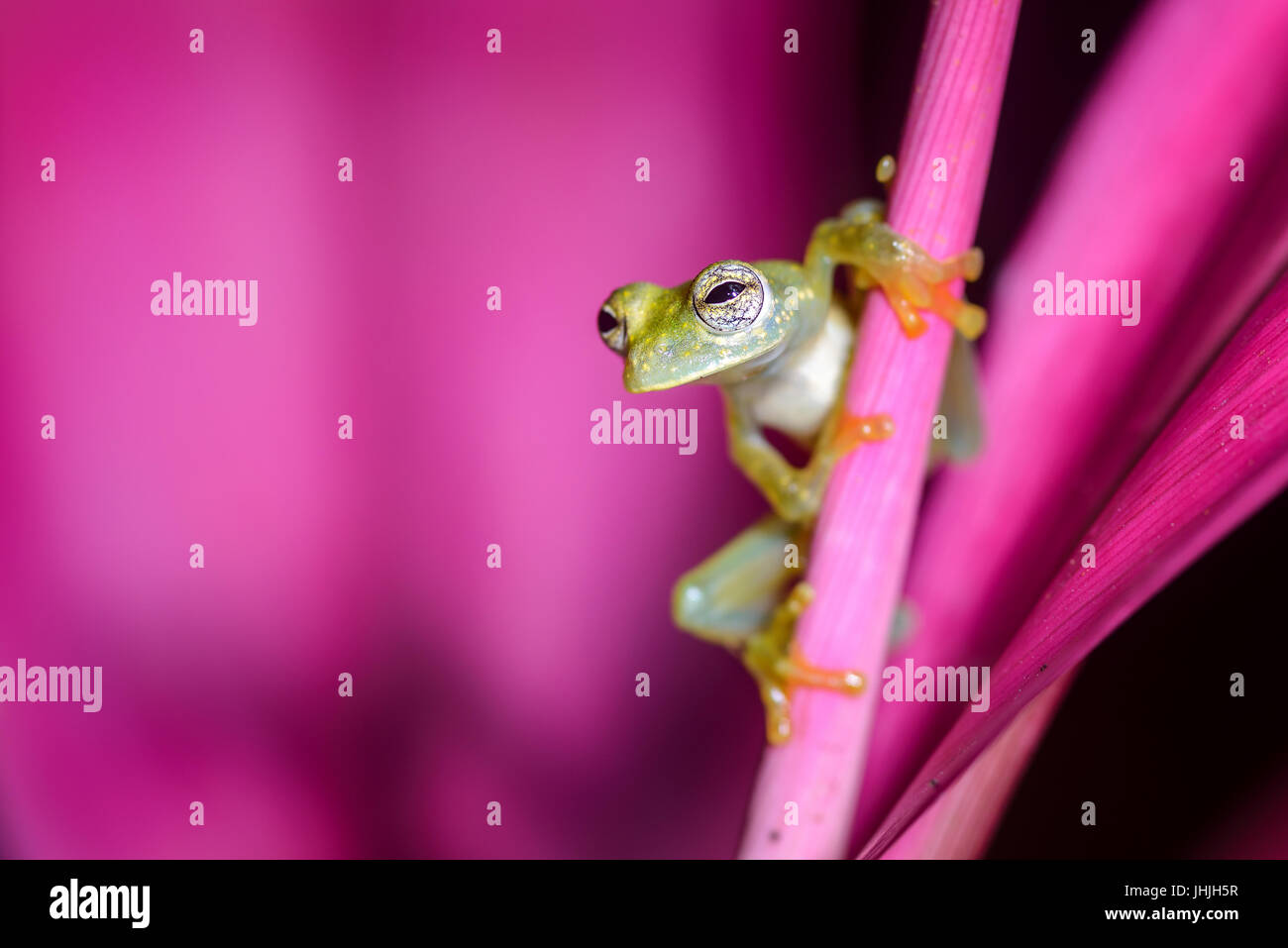 Spotted Glass Frog, “Sachatamia albomaculata”-Sarapiqui, Costa Rica ...