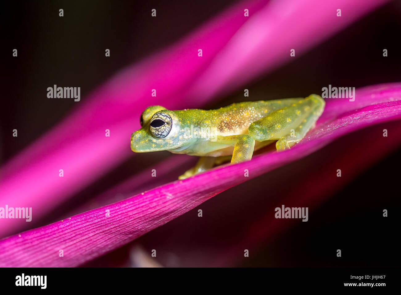 Spotted Glass Frog, “Sachatamia albomaculata”-Sarapiqui, Costa Rica ...