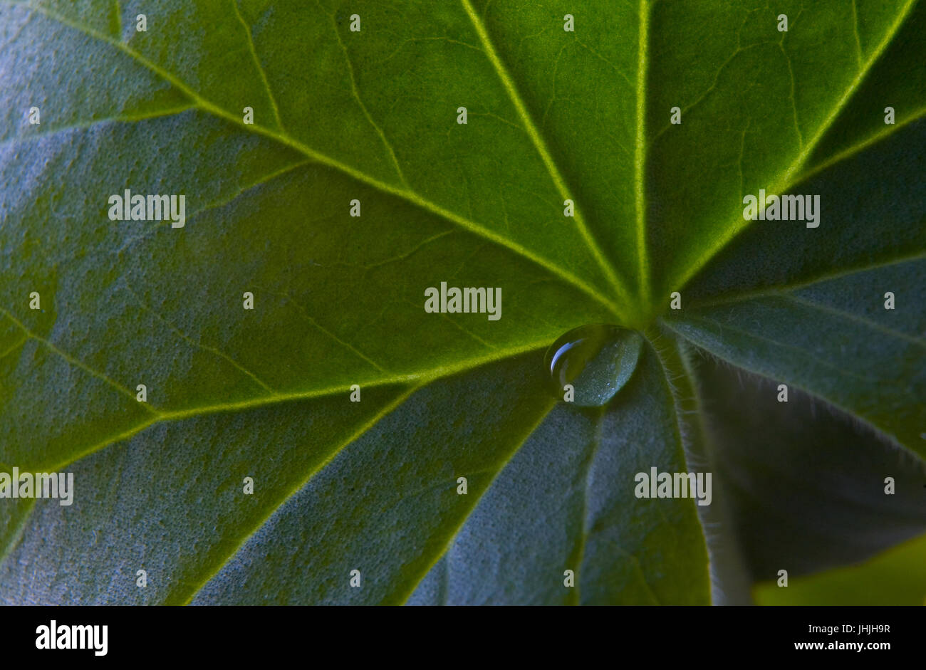 A drop of water on a sheet of geranium. Close-up Stock Photo - Alamy