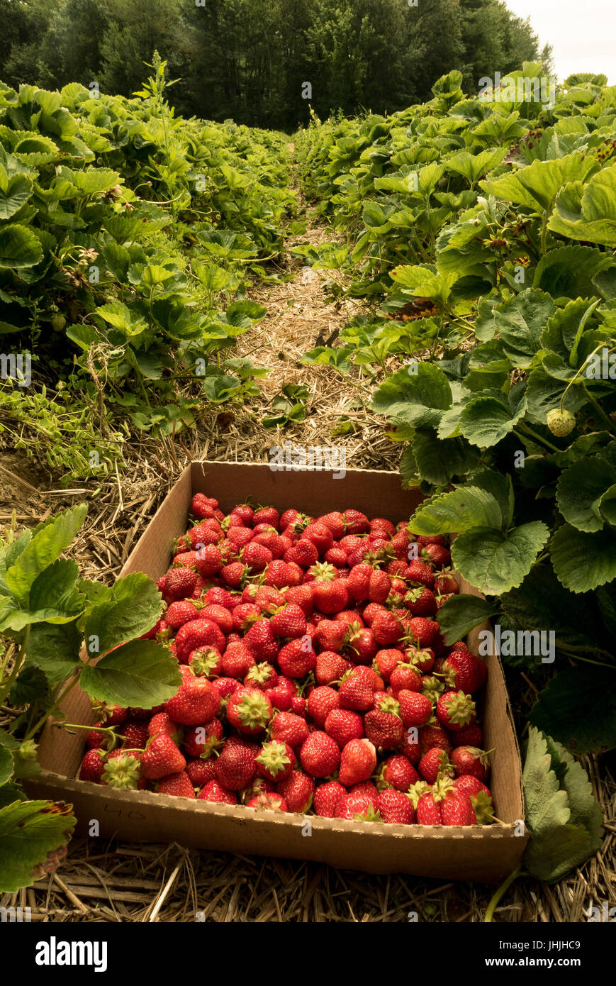 A visit to the local pick-your-own strawberry farm is a family ...